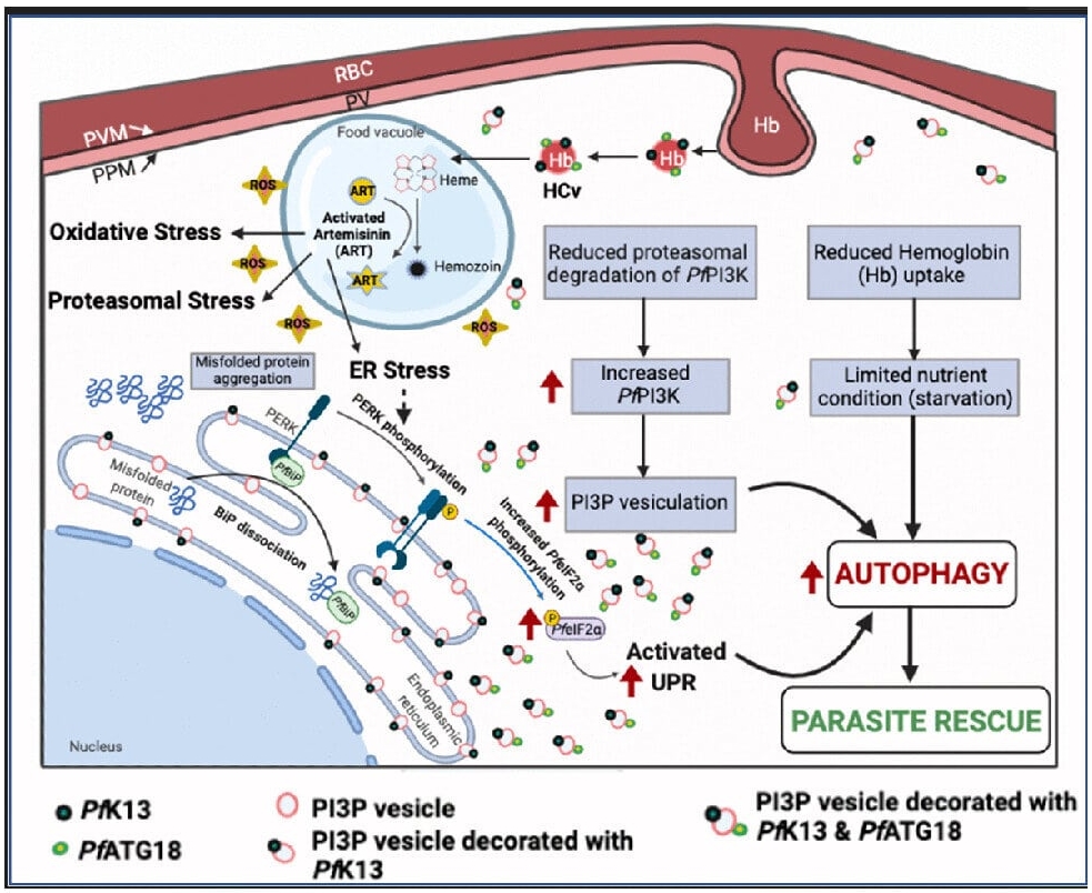 Understanding Mechanisms of Artemisinin Resistance in P.falciparum ... Understanding Mechanisms of Artemisinin Resistance in P.falciparum ...